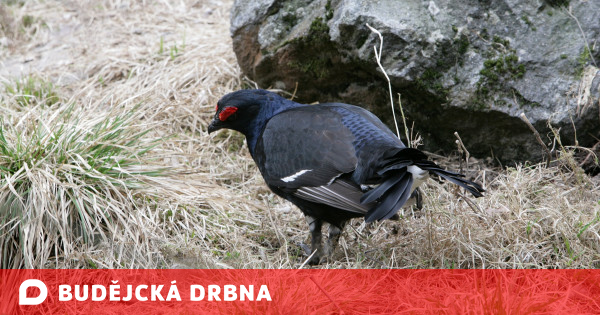 Tetřívek obecný to má na Šumavě skoro „spočítané“, na území parku žije ...