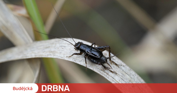 Na Třeboňsku se objevil cvrček pobřežní, je to jeho první výskyt v Čechách