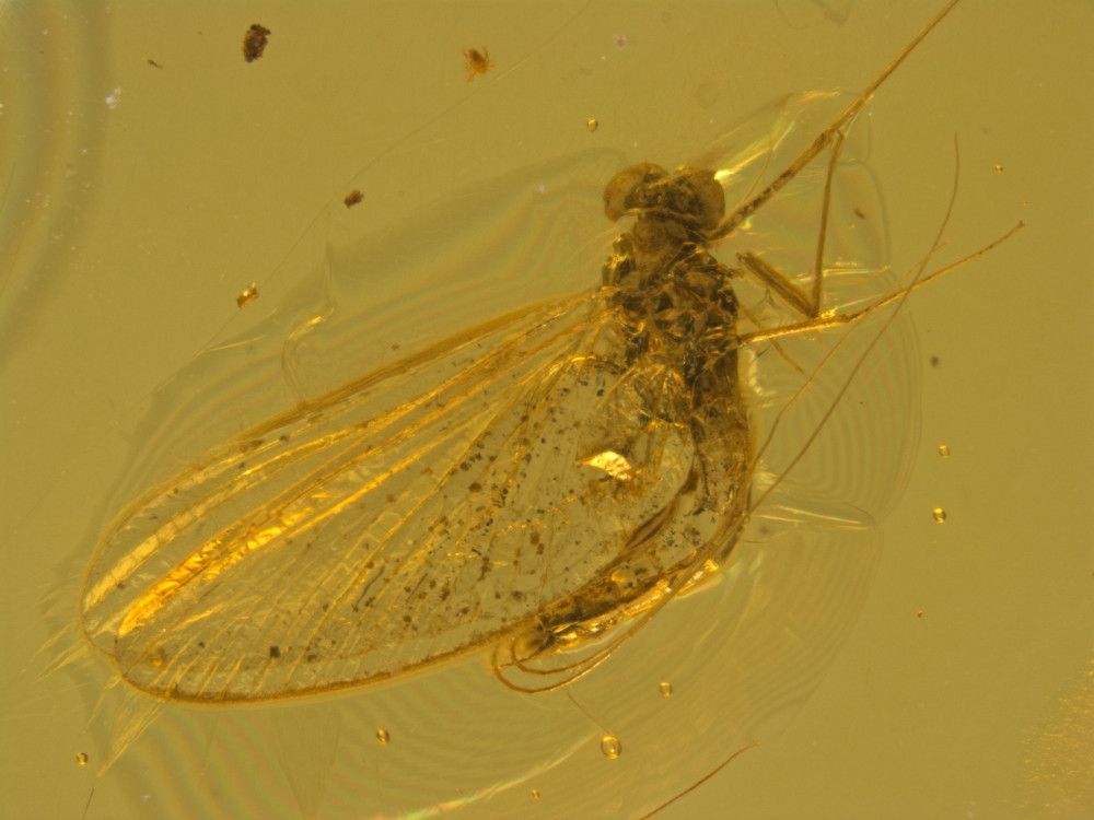 VIDEO: Samec nově popsané jepice čekal na odhalení desítky milionů let