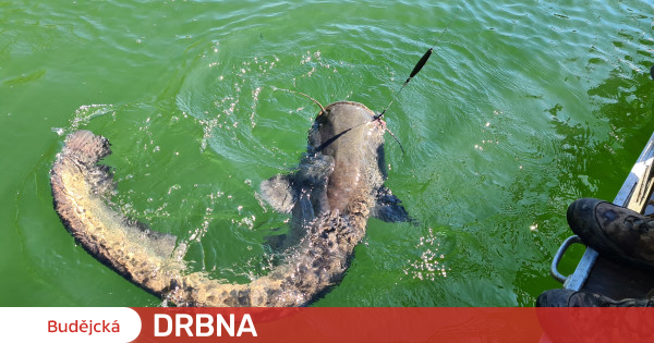 Čeští vědci budou učit Italy jíst sumce. Na jihu Evropy je to invazivní ...