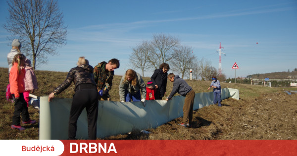 Sezóna žabích migrací se blíží. Barikády zachrání tisíce obojživelníků ...