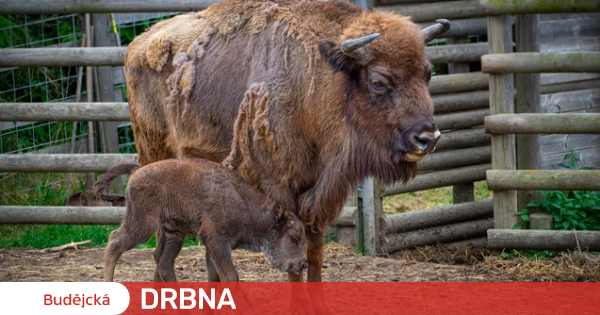 Zoo chtěla pojmenovat zubra. Využili toho podvodníci