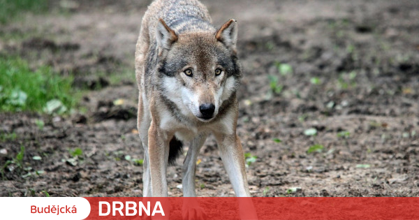 Rakušané mohou od července střílet vlky, pouze jako poslední řešení