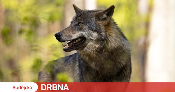 Vlk pronásledoval třináctiletou dívku, uvádí rakouská média