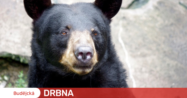 Táborskou zoo zasáhla smutná událost, oblíbený medvěd baribal Geňa ...