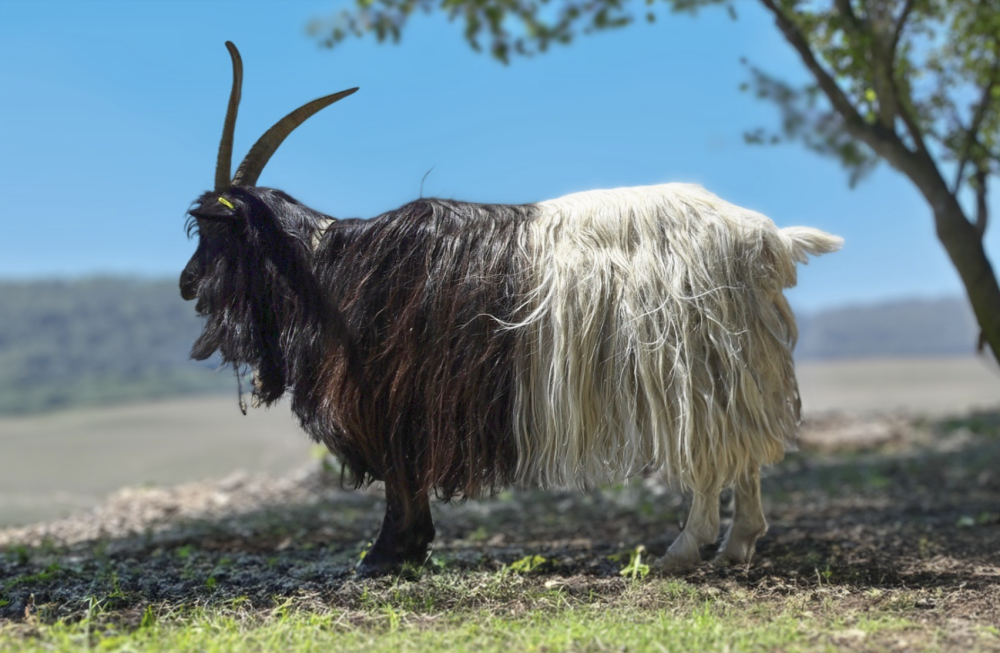 Táborská zoologická zahrada získala do chovu vzácná plemena kozy a ovce