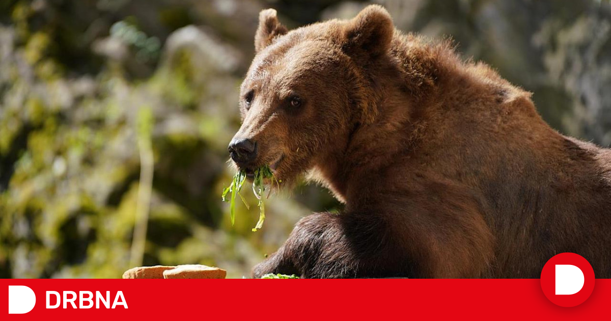 Petice i otevřený dopis. Boj o medvědy v hradních příkopech pokračuje