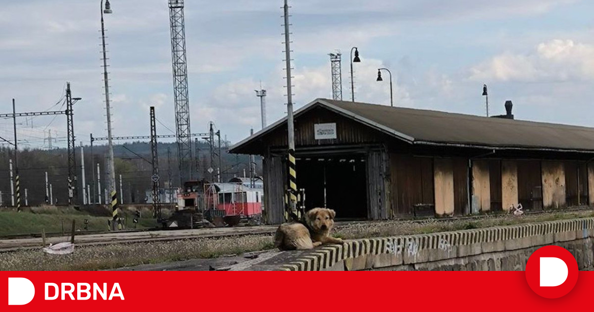 Rumunská fenka se prokousala z kotce a je opět na útěku