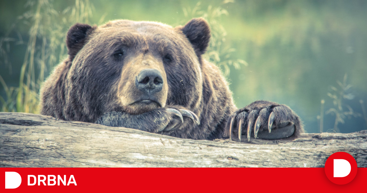 Psí hovno 2: Záhorčice znovu ožívají návesním divadlem