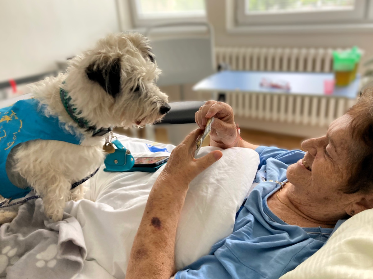 S rozveselením pacientů pomáhá ve strakonické nemocnici pes Fík