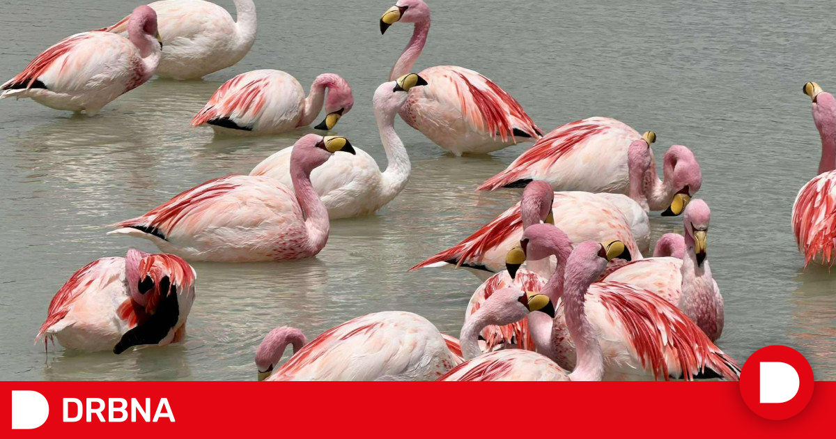 Největší strach z nových předmětů mají mezi ptáky plameňáci a potápky ...