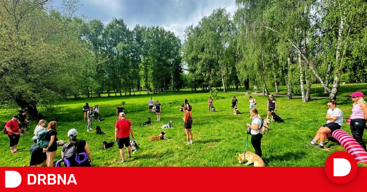 Provozní poslušnost učí psy zvládat každodenní situace doma i ve městě