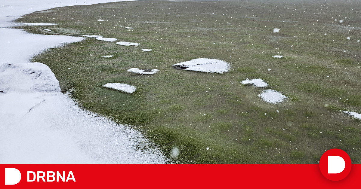 Sinice na Lipně přežily zimu pod ledem, jejich množství vědce šokovalo
