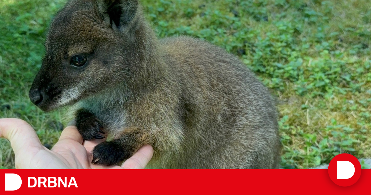 Po Budějcích může skákat klokan. Skippy utekl u nemocnice, majitelé ...